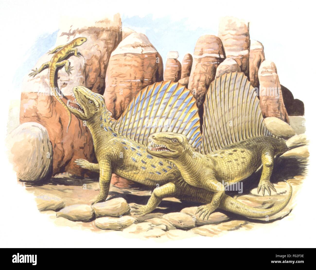 Permian fossil Banque de photographies et d’images à haute résolution ...