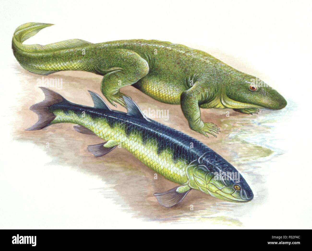 Dévonien animaux Banque de photographies et d’images à haute résolution ...