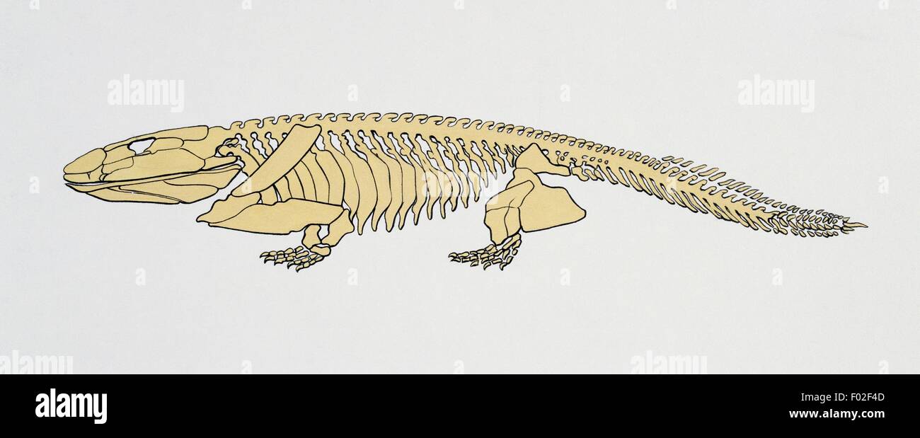 Squelette, Tetrapoda Ichthyostega, fin du Dévonien. Illustration de ...