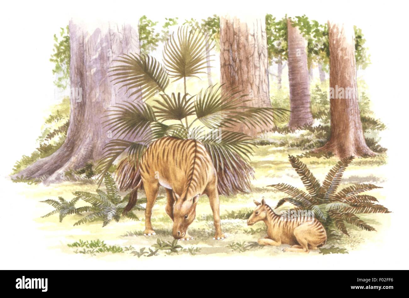 Odd toed Banque de photographies et d’images à haute résolution - Alamy