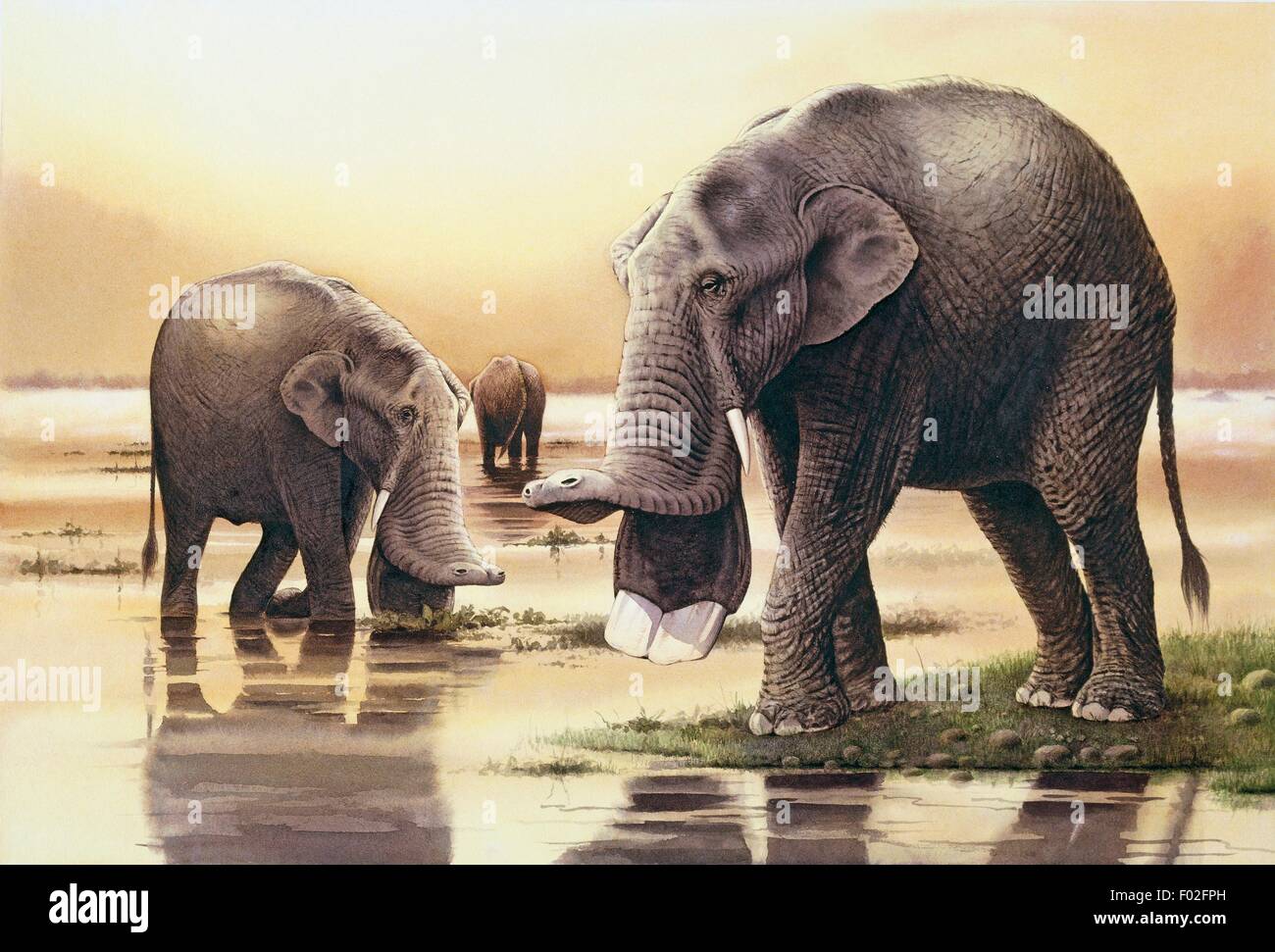 Platybelodon Banque de photographies et d’images à haute résolution - Alamy