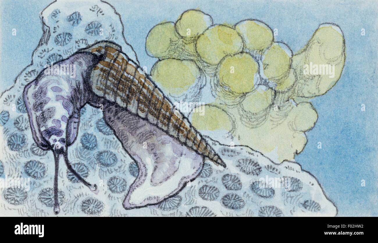 Gastéropodes fossiles Banque de photographies et d’images à haute ...