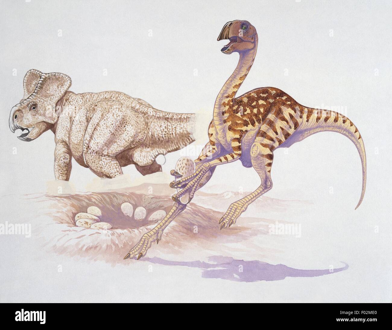 Paléozoologie - Crétacé - Dinosaures - Conchoraptor (art par Graham ...
