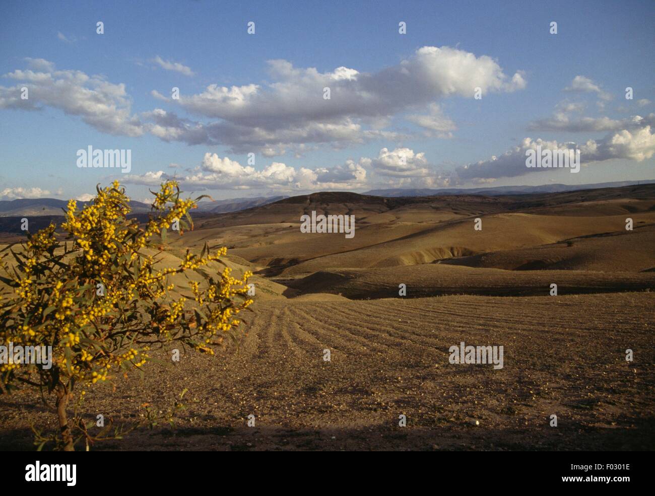 Paysage entre tlemcen et maghnia Banque de photographies et d’images à ...