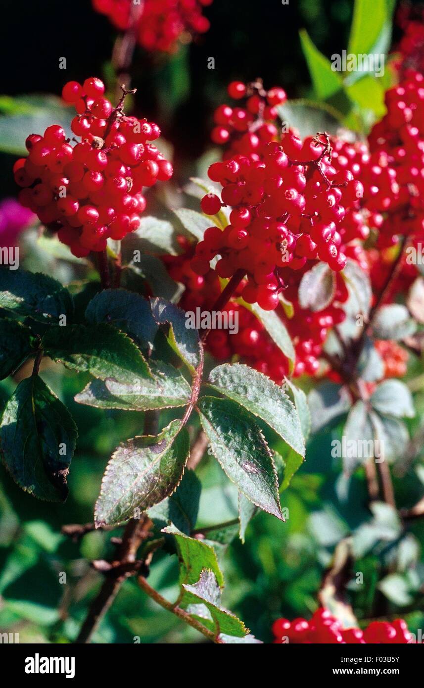 Les fruits rouges, la réserve naturelle des Hautes Fagnes (réserve ...