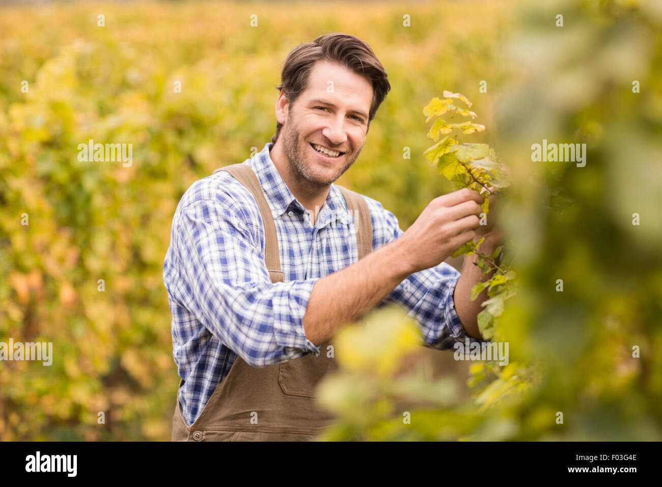 Raisin Vigneron Banque d'image et photos - Alamy