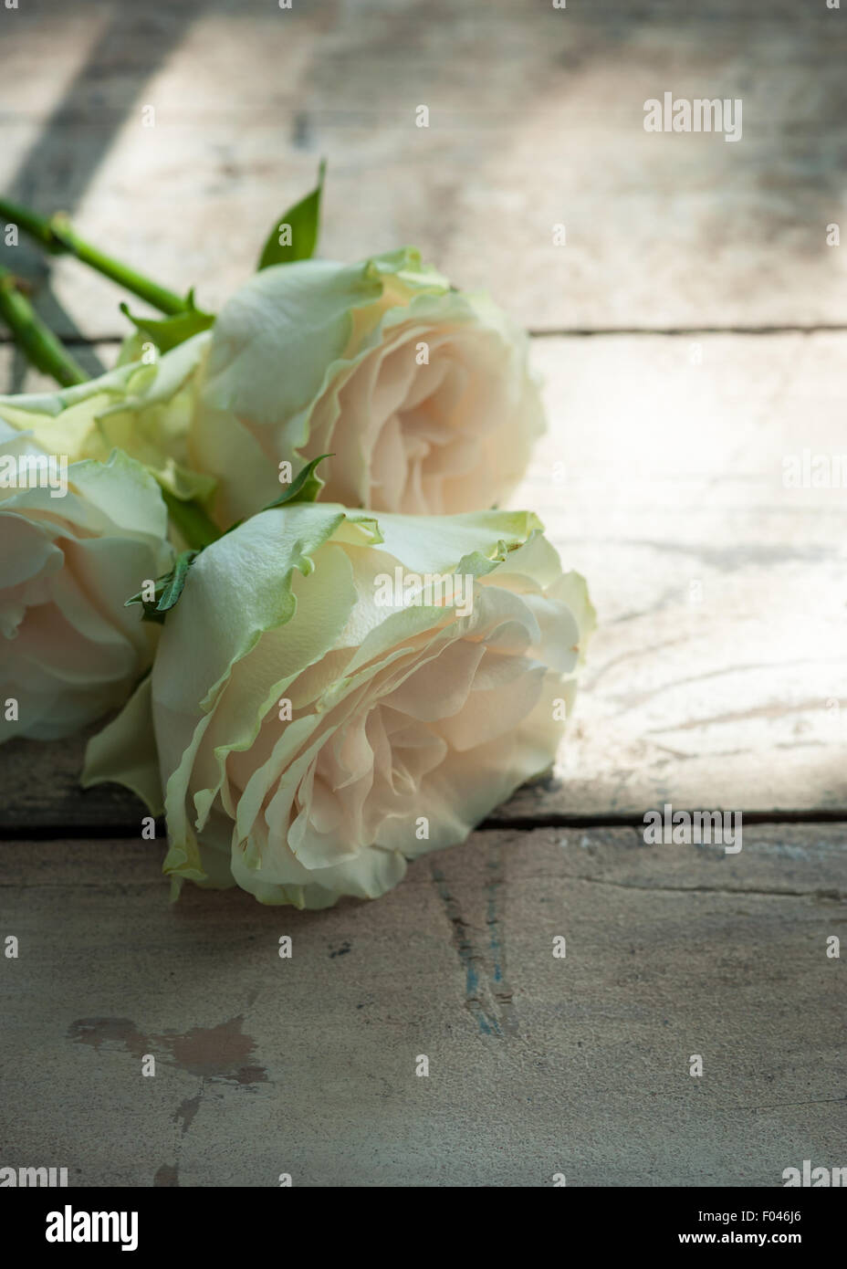Roses Pale Pink Rose Banque d'image et photos - Alamy