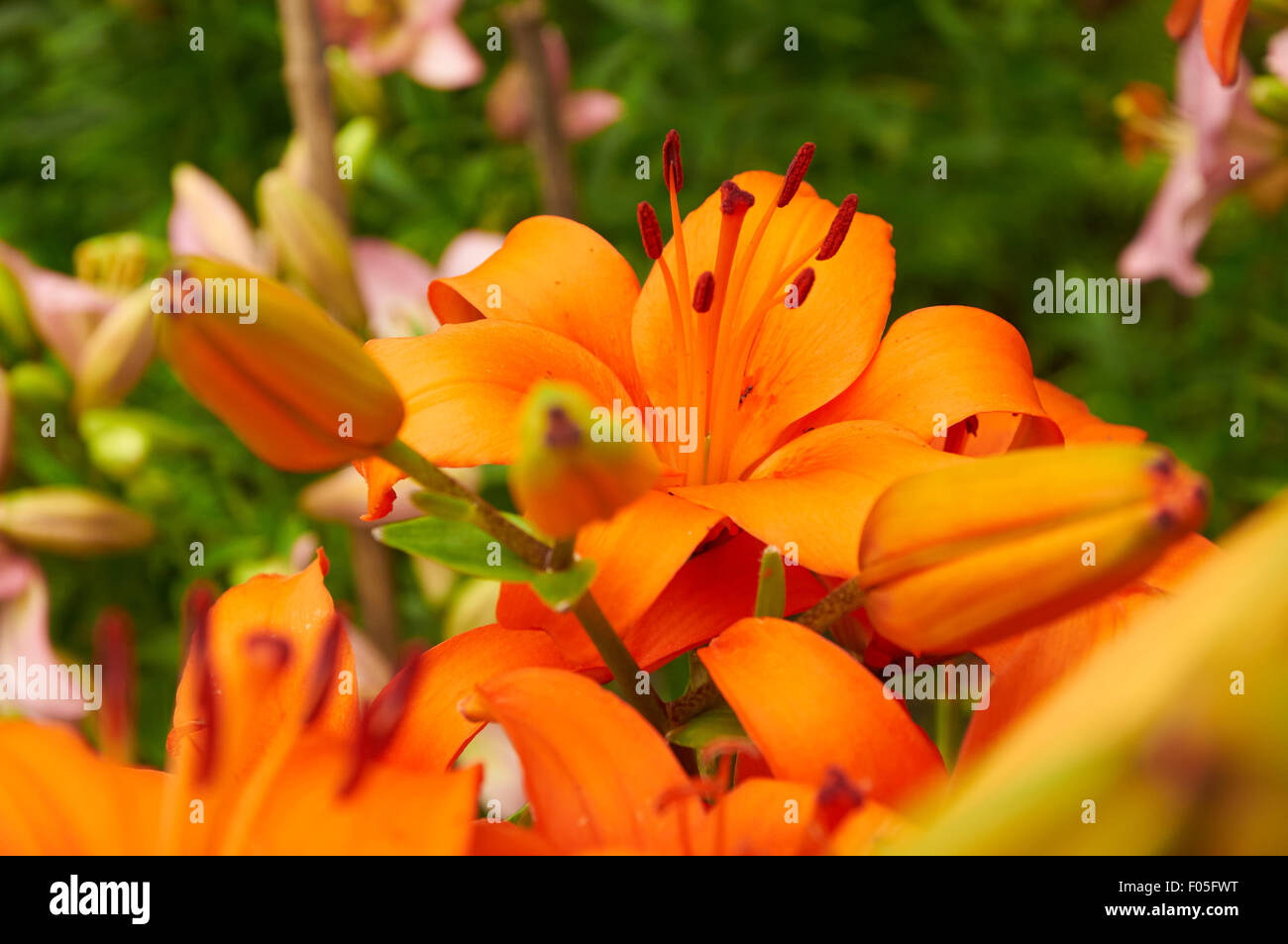 Fleurs de lys orange Banque de photographies et d’images à haute résolution - Alamy