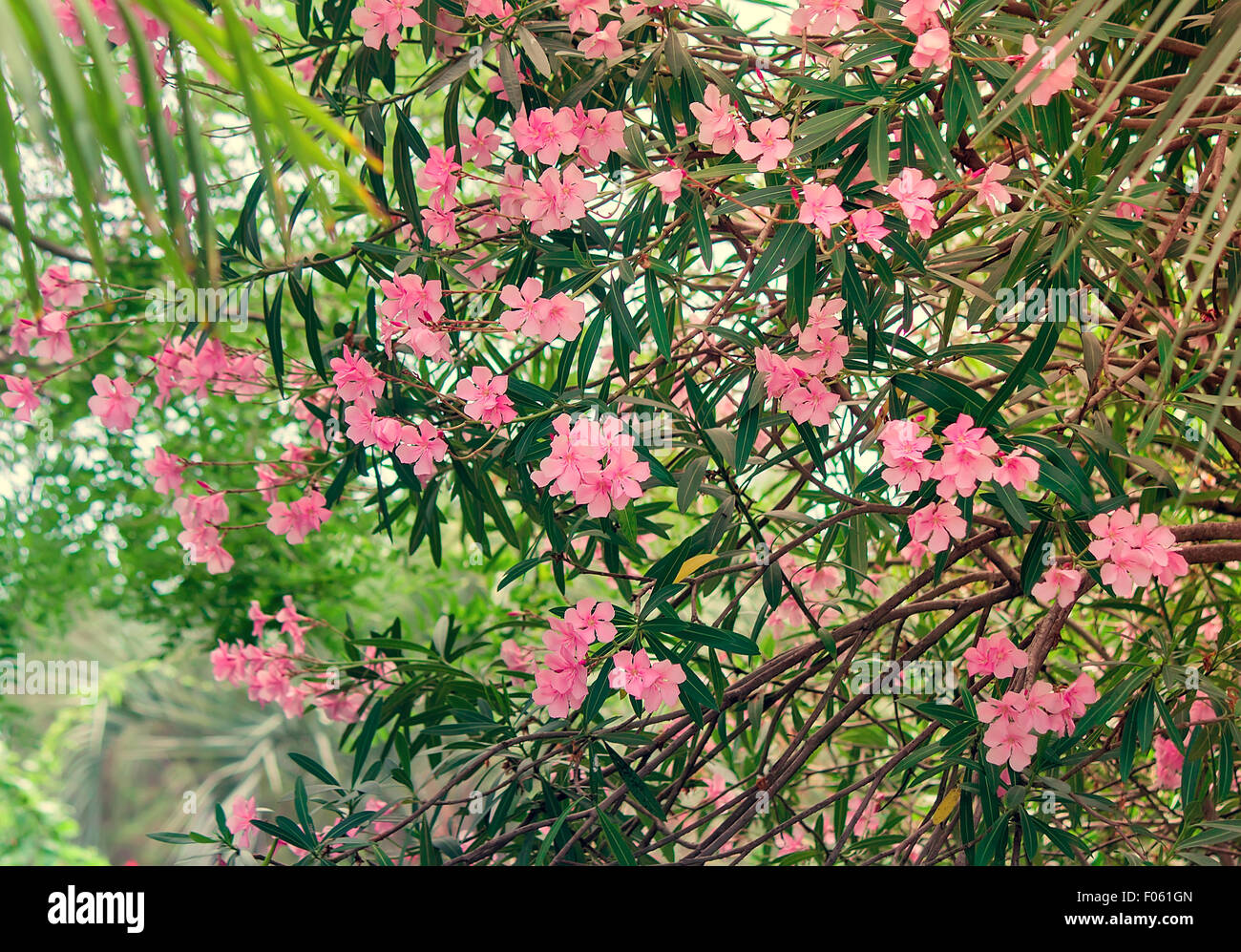 Laurier-rose en fleurs avec un grand nombre de belles fleurs roses ...