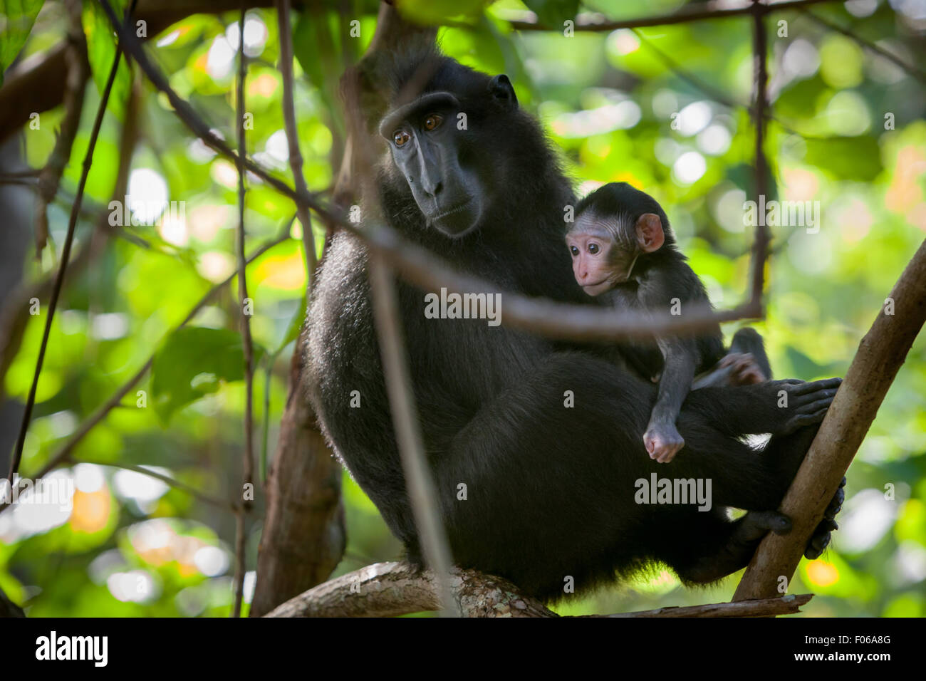 Cycle de vie des macaques Banque de photographies et d’images à haute ...