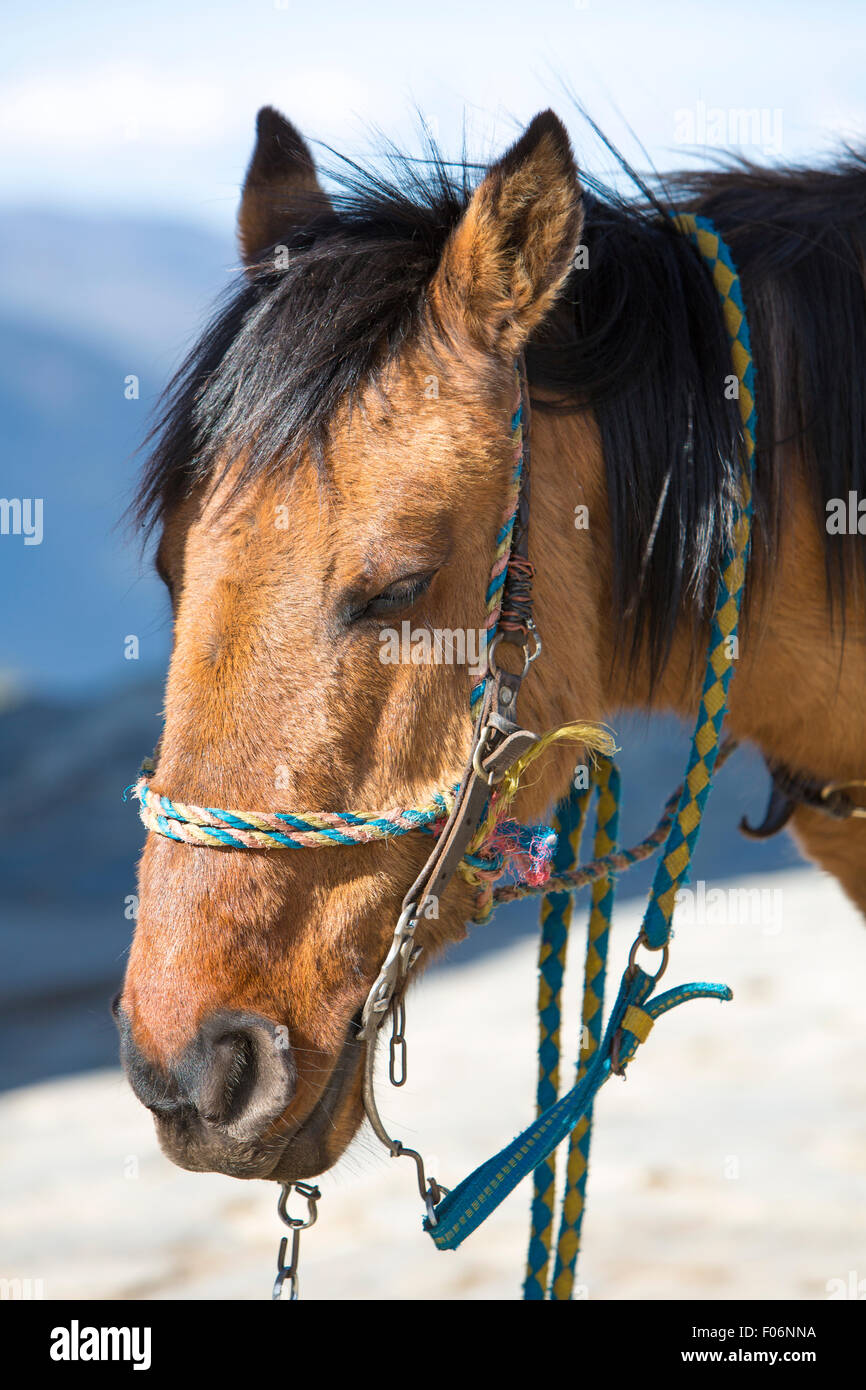 Cheval alezan Banque de photographies et d’images à haute résolution ...