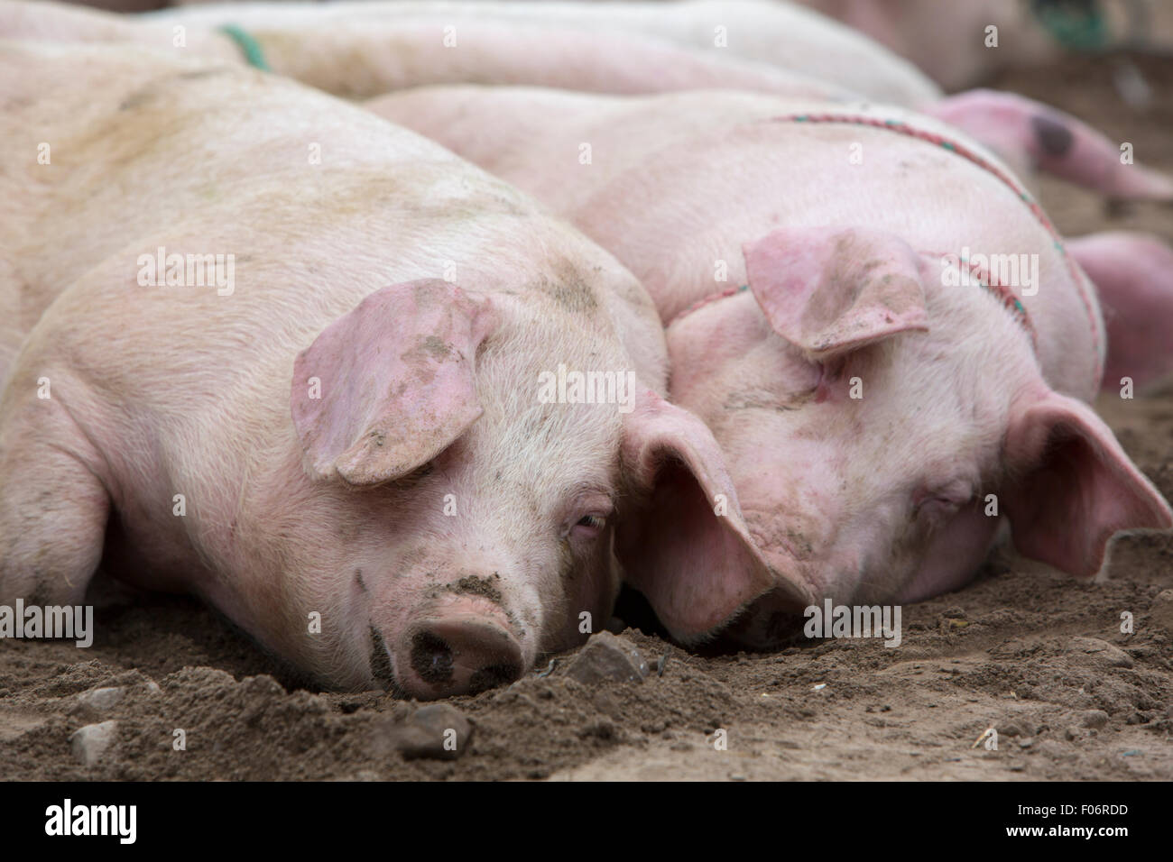 Cochons roses Banque de photographies et d’images à haute résolution ...