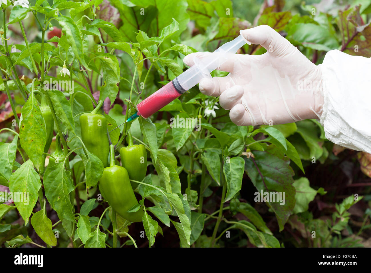 Aliments Biotechnologiques Banque d'image et photos - Alamy