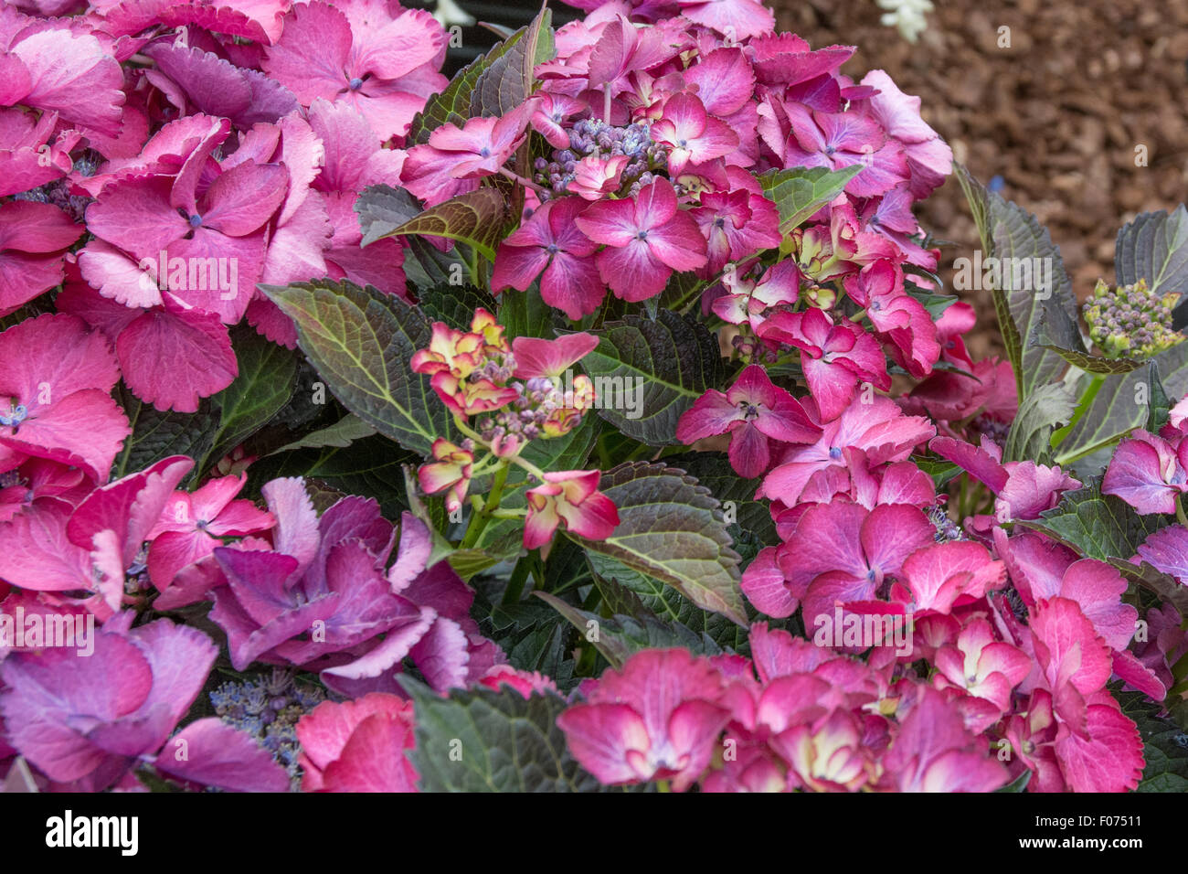 Hortensia macrophylla ange noir Banque de photographies et d’images à ...