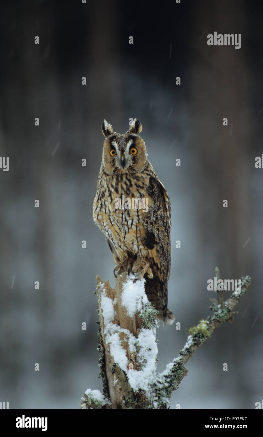Hibou des longues prises de profil à la caméra en oreilles soulevées ...