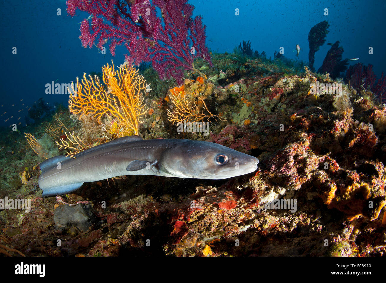 Conger eel eels fish Banque de photographies et d’images à haute ...