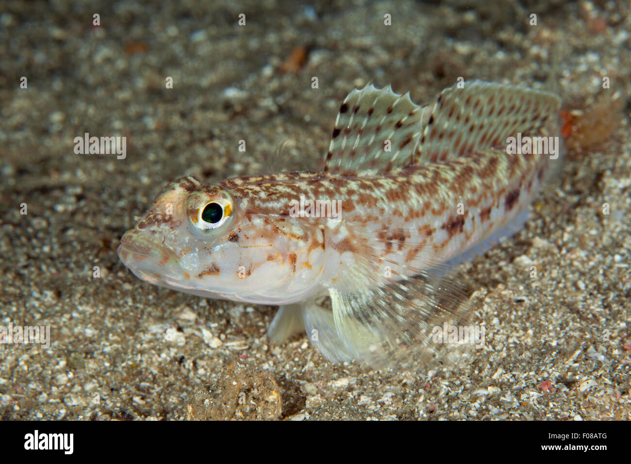 Slender goby Banque de photographies et d’images à haute résolution - Alamy