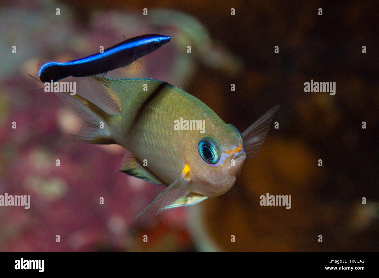 Chromis amboinensis Banque de photographies et d’images à haute ...