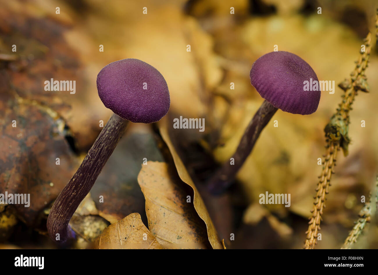 Des champignons vénéneux dans la forêt Photo Stock - Alamy