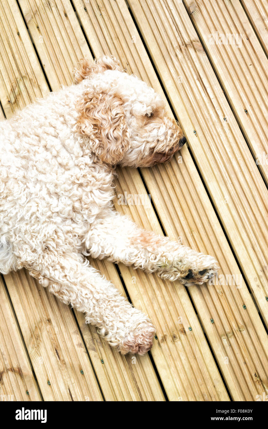 Labradoodles beige Banque de photographies et d’images à haute ...