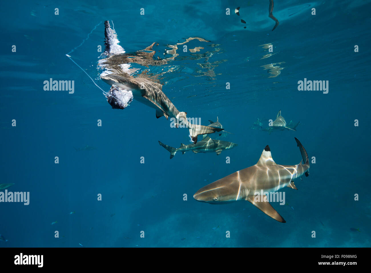 Requin de récif à pointe noire Banque de photographies et d’images à ...