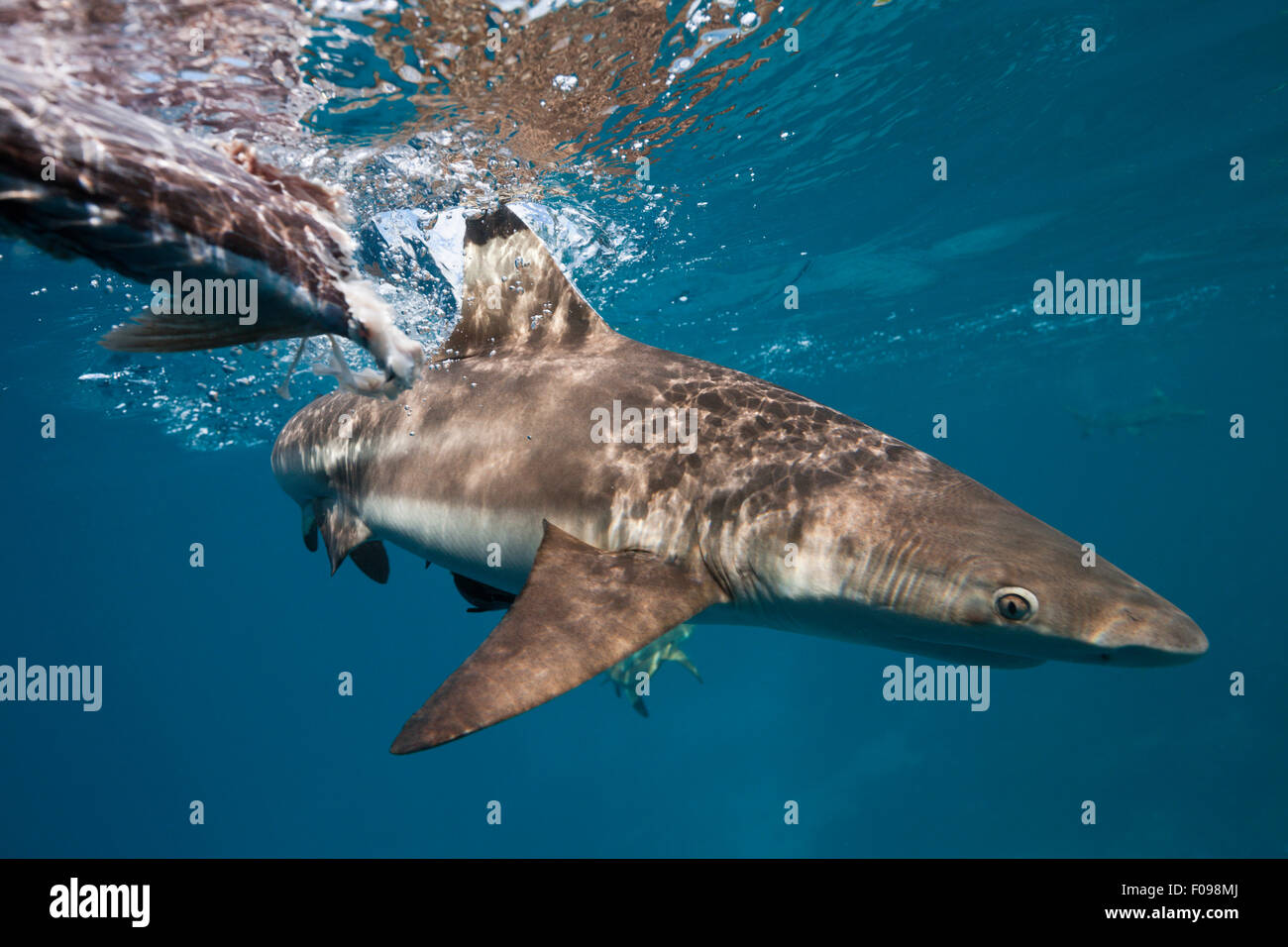 Alimentation de requin Carcharhinus melanopterus requin, lagon de ...