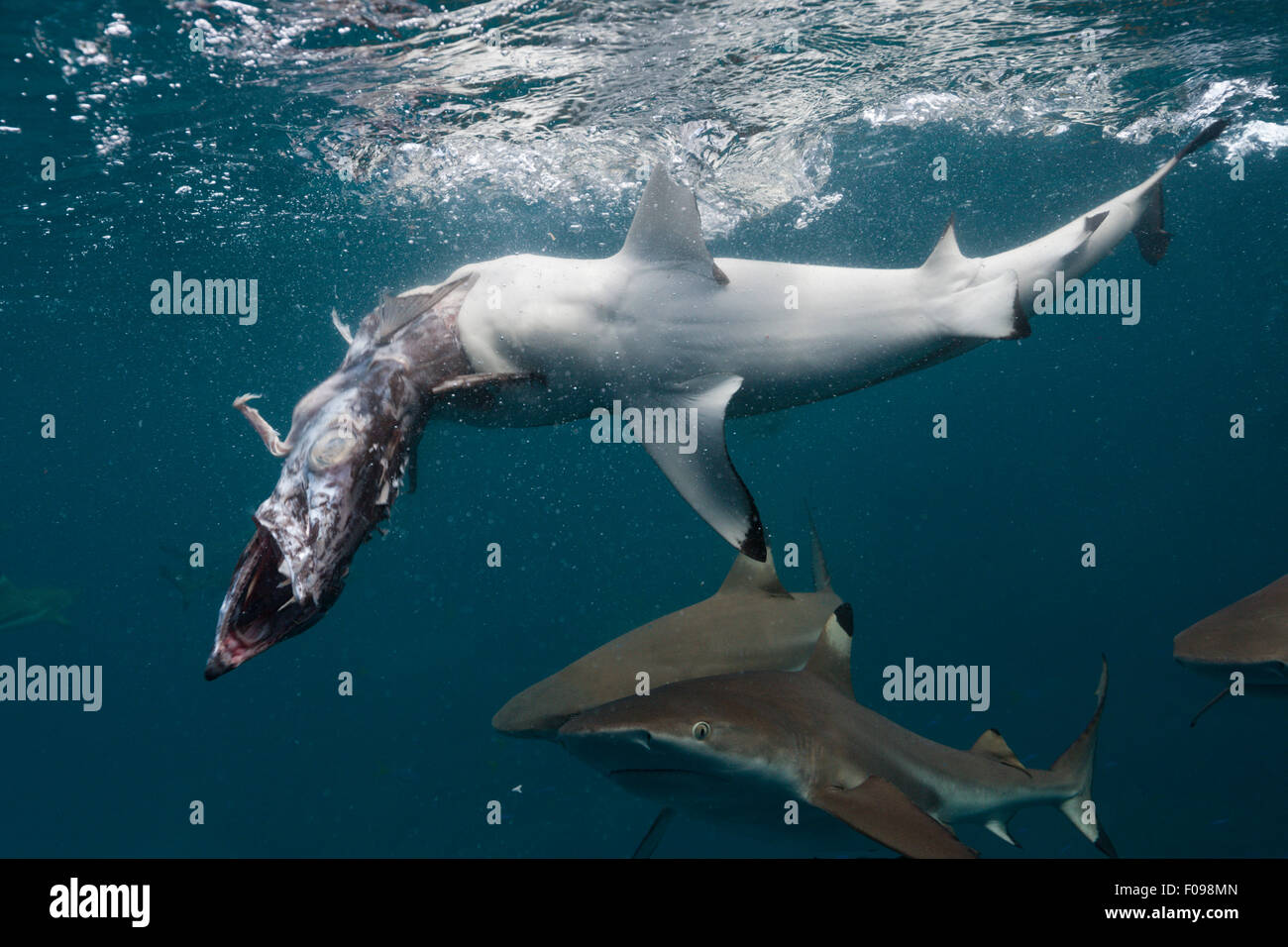 Alimentation de requin Carcharhinus melanopterus requin, lagon de ...