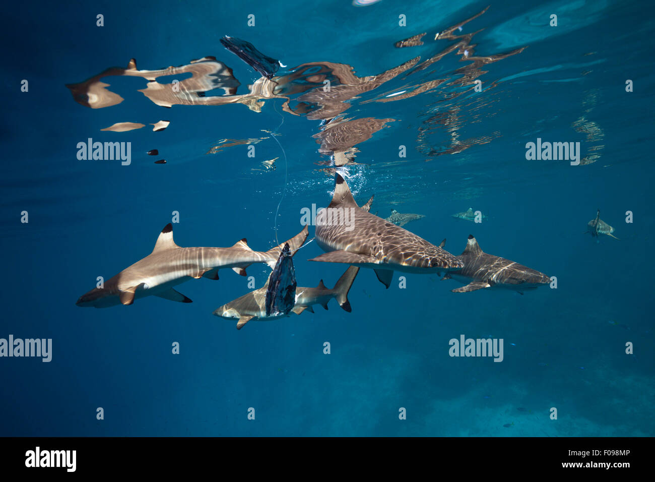 Alimentation de requin Carcharhinus melanopterus requin, lagon de ...