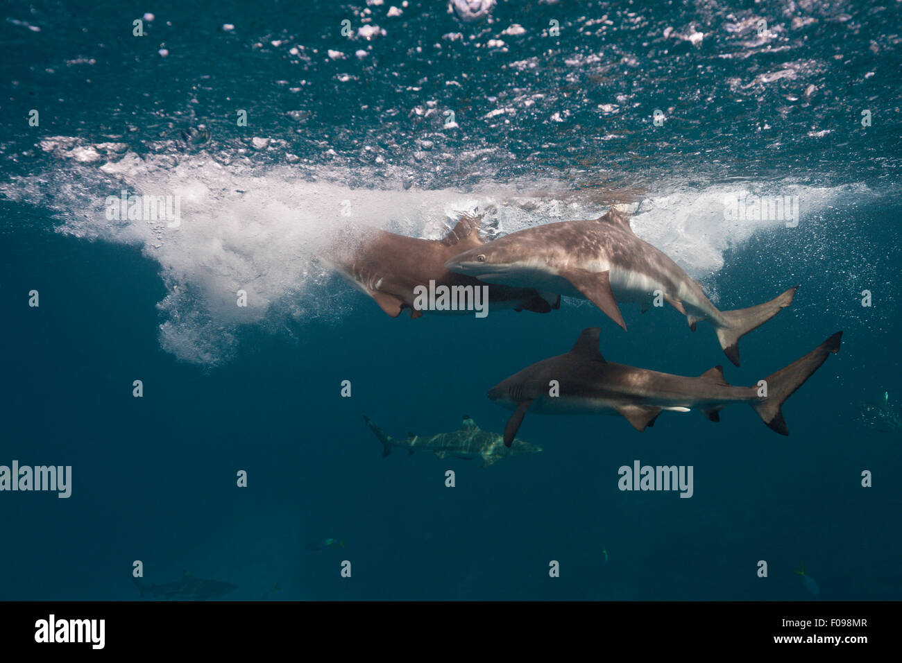 Alimentation de requin Carcharhinus melanopterus requin, lagon de ...