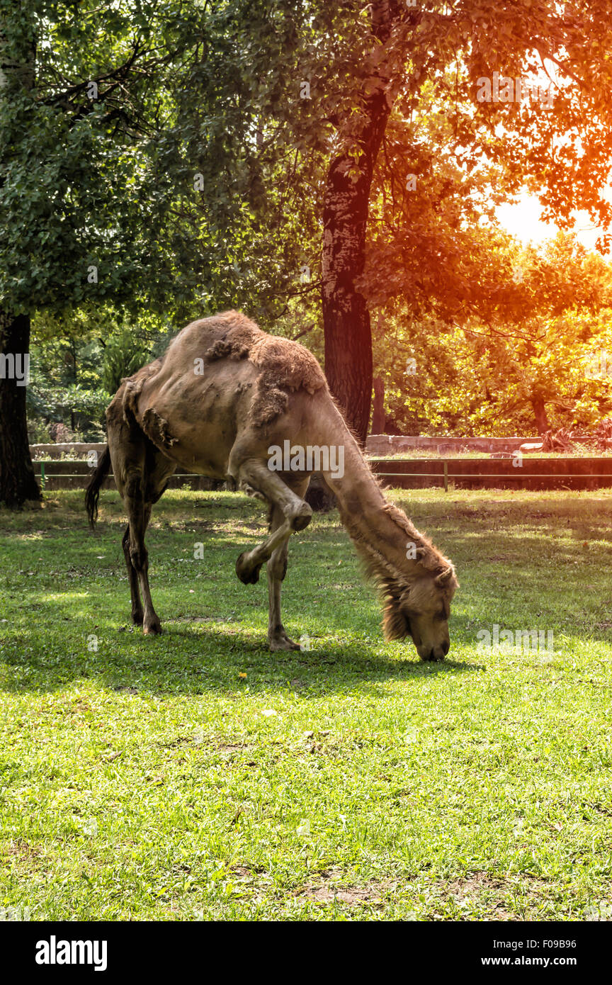 Camel species Banque de photographies et d’images à haute résolution ...