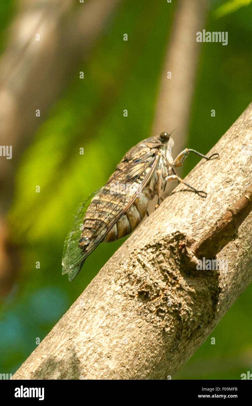 Cigale géante Banque de photographies et d’images à haute résolution ...