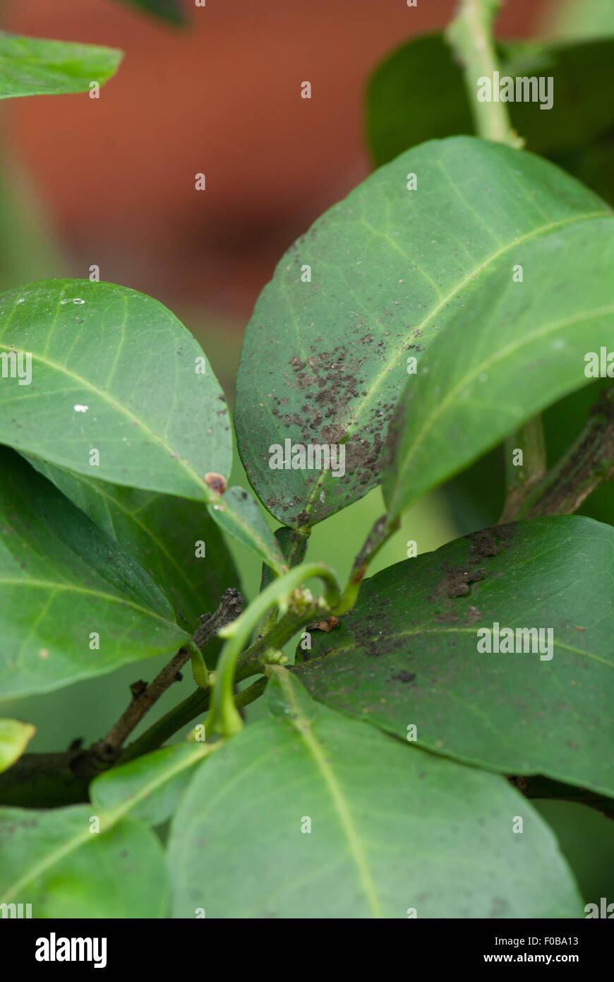 La fumagine noire champignon sur feuilles d'agrumes Photo Stock - Alamy