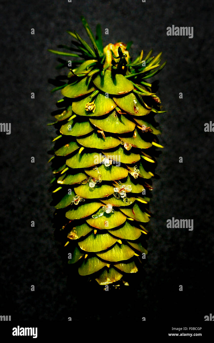 Sève de sapin Banque de photographies et d’images à haute résolution ...