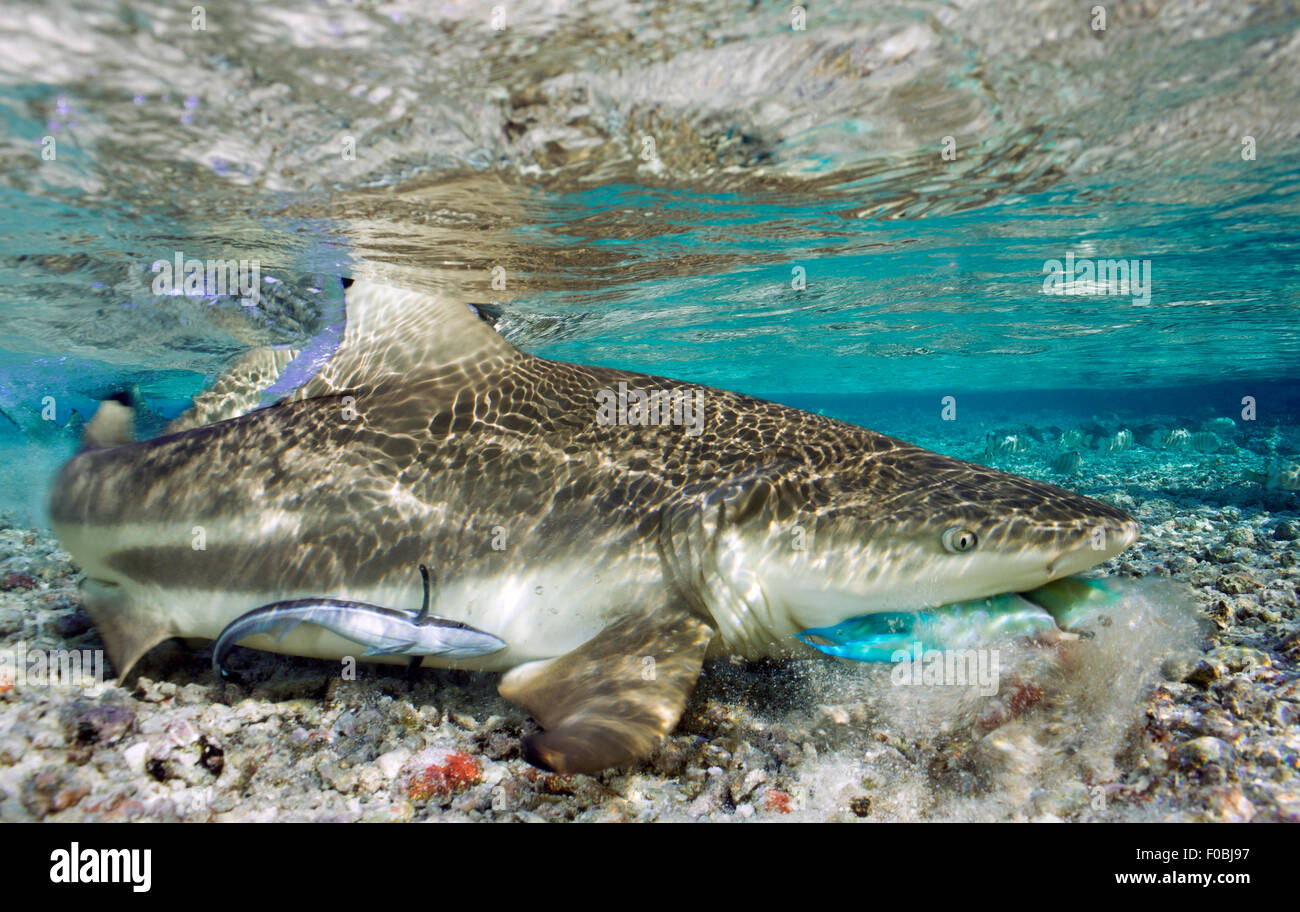 Manger Des Requins Banque d'image et photos - Alamy