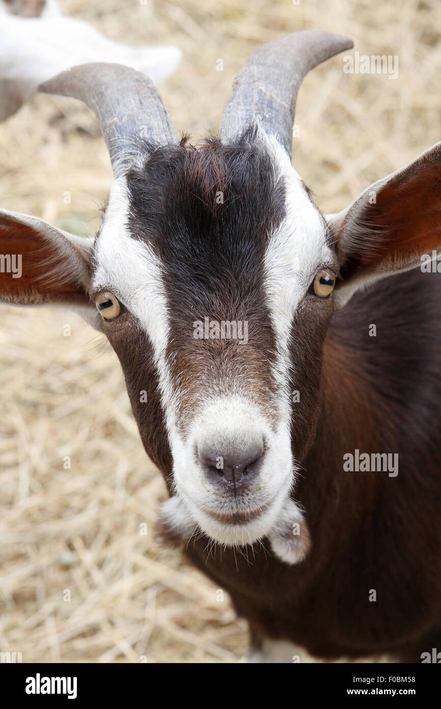 Goat close up Banque de photographies et d’images à haute résolution ...