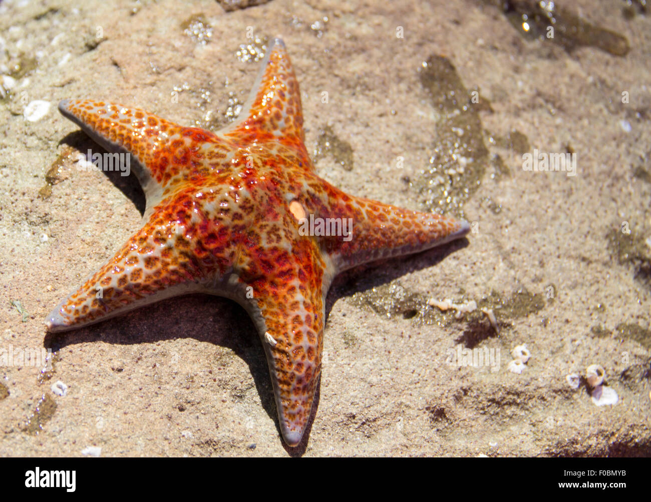 étoile de mer orange Banque de photographies et d’images à haute ...
