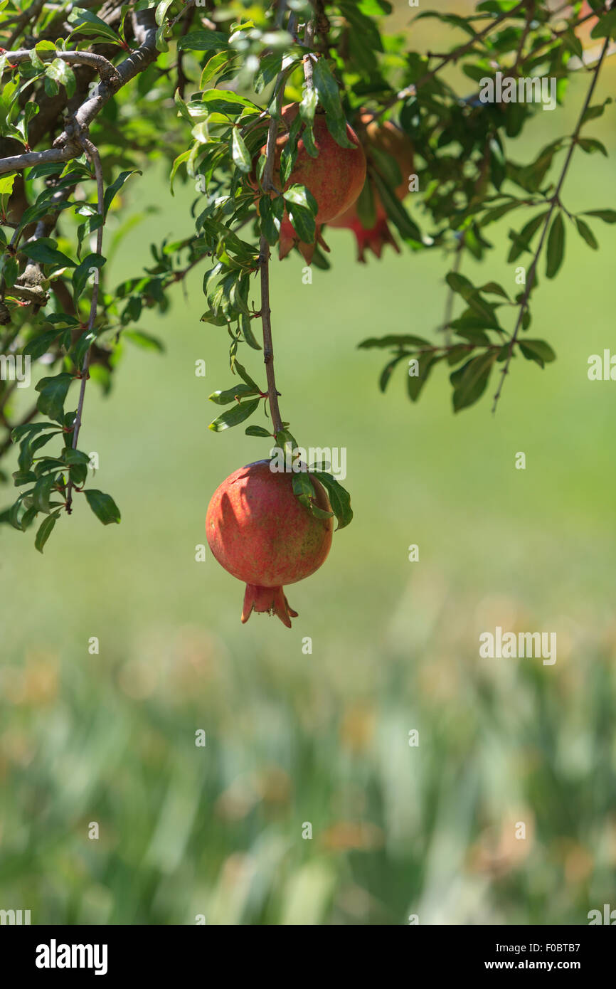 Grenadier, Punica granatum, arbre/arbuste qui donne des fruits dans l ...