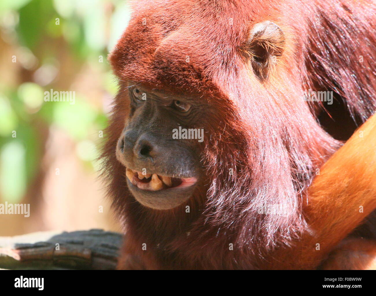 Snarling mature mâle alpha rouge vénézuélienne singe hurleur (Alouatta ...