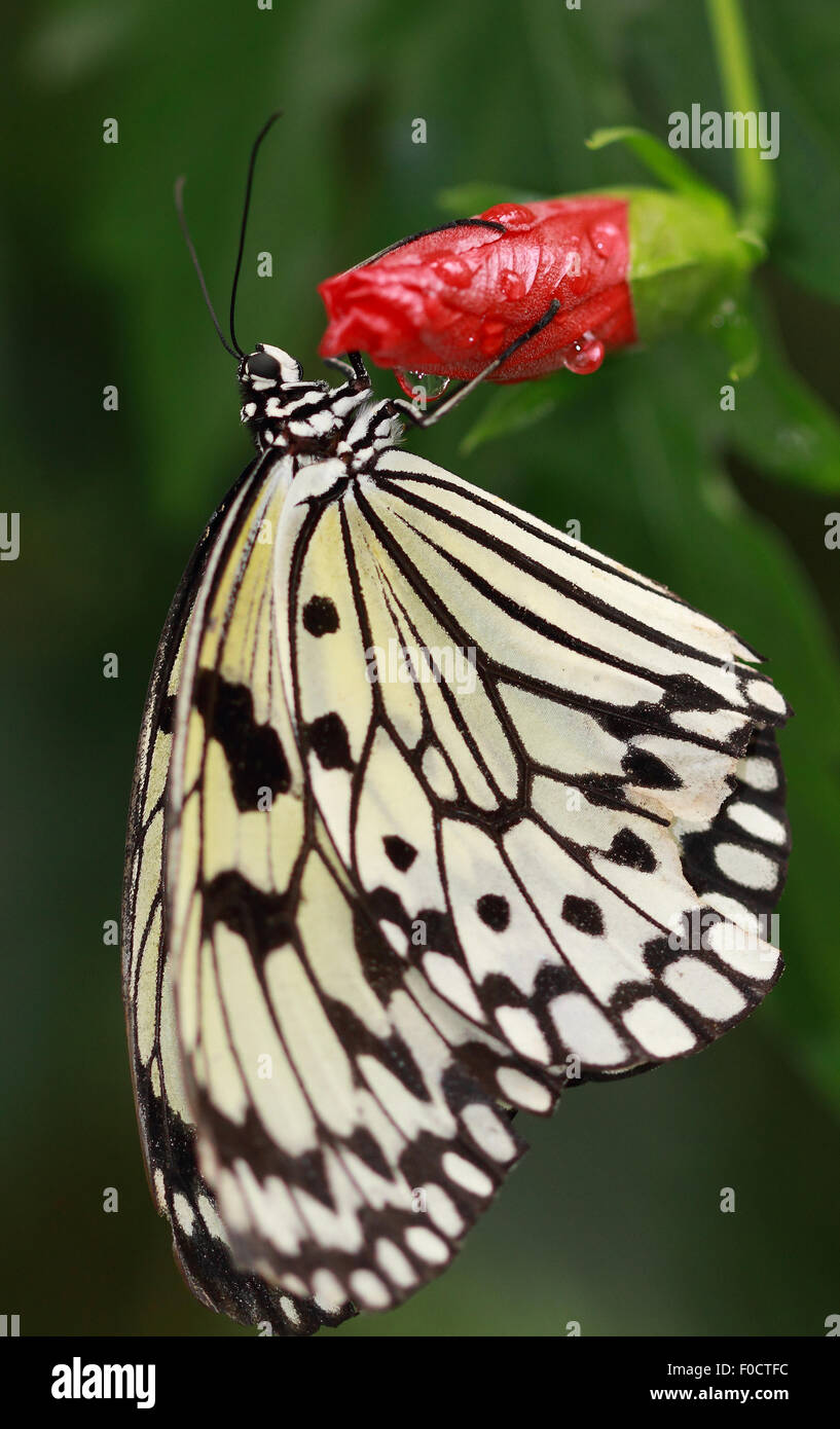 Tree nymph longwing butterfly Banque de photographies et d’images à ...