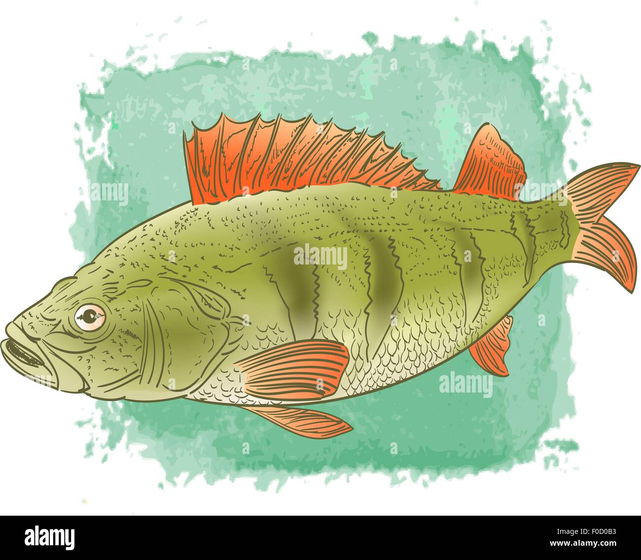 Les poissons d'eau douce dessin en couleur sur fond d'aquarelle Image ...