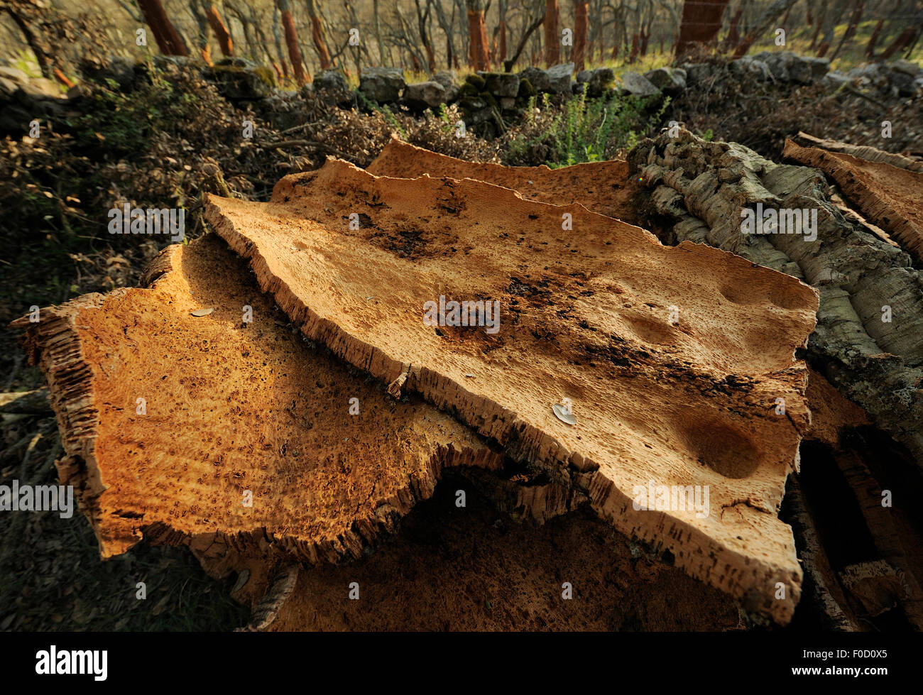 Récolté à partir de l'écorce des arbres de chêne-liège (Quercus suber ...
