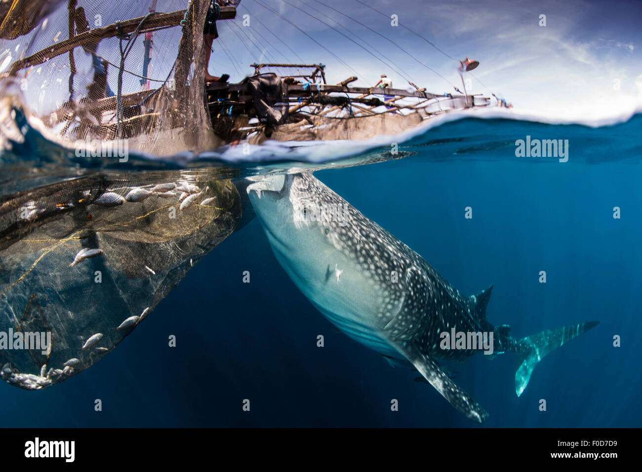 Manger Des Requins Banque d'image et photos - Alamy