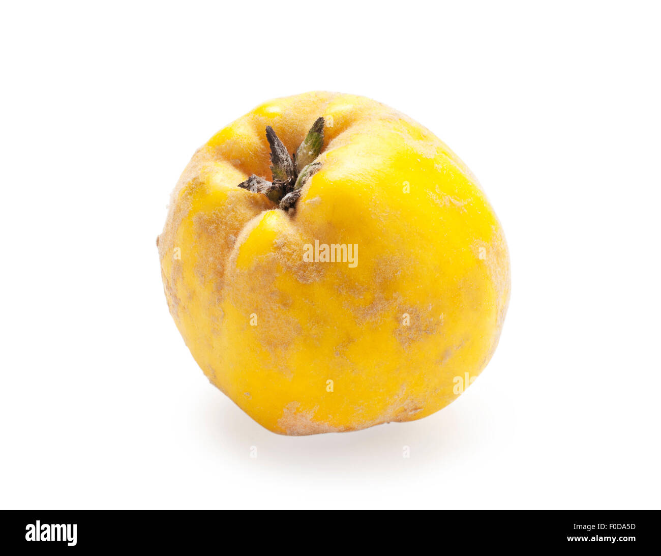 Fruit de coing Banque de photographies et d’images à haute résolution ...