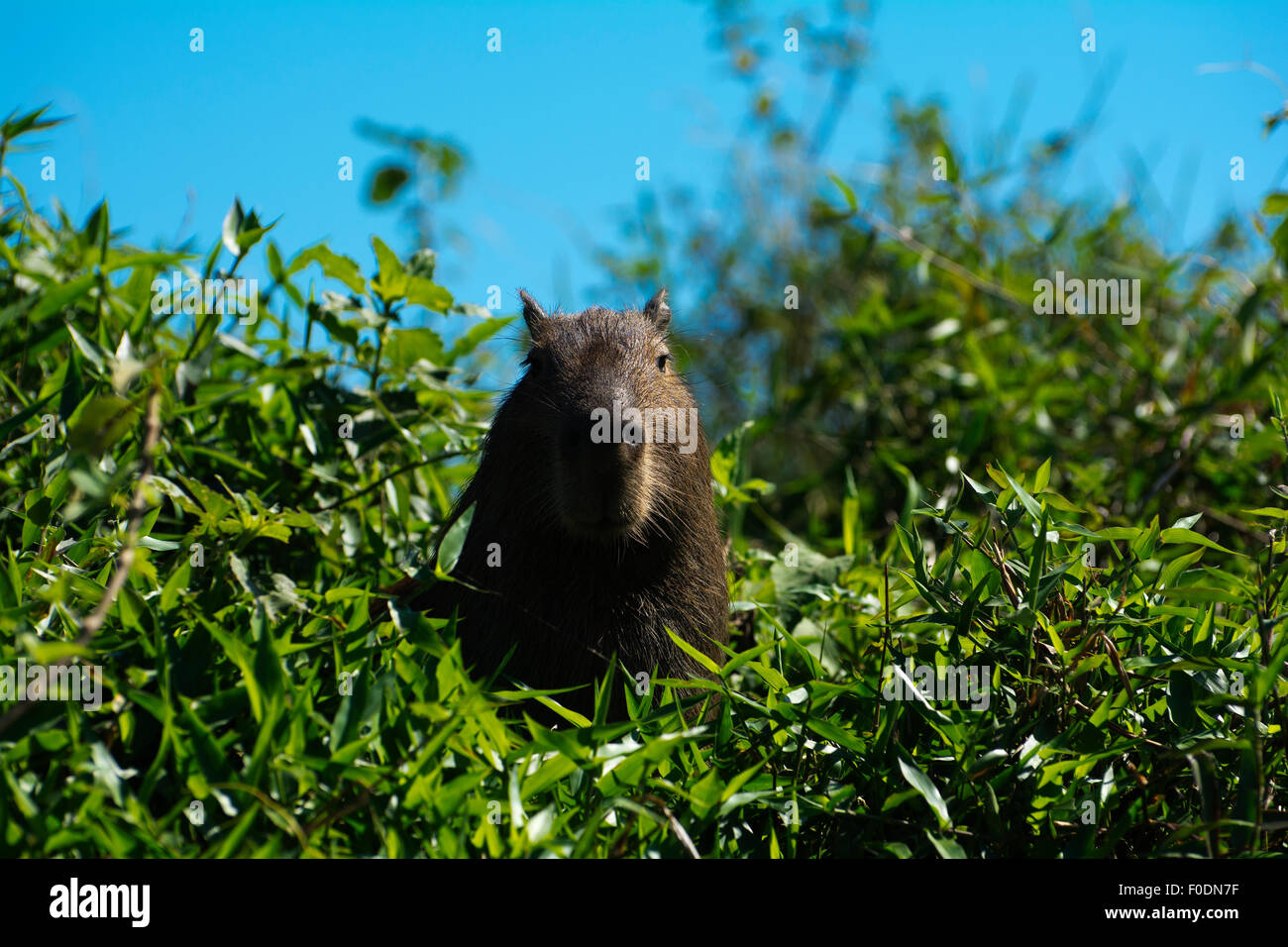 Rongeur du brésil Banque de photographies et d’images à haute ...