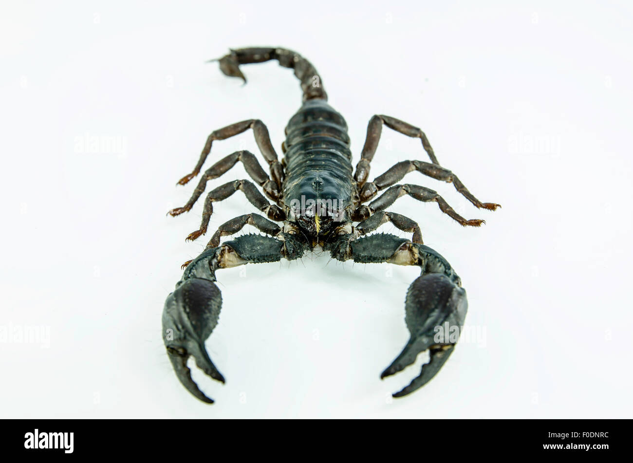Les scorpions sont des insectes venimeux Photo Stock - Alamy