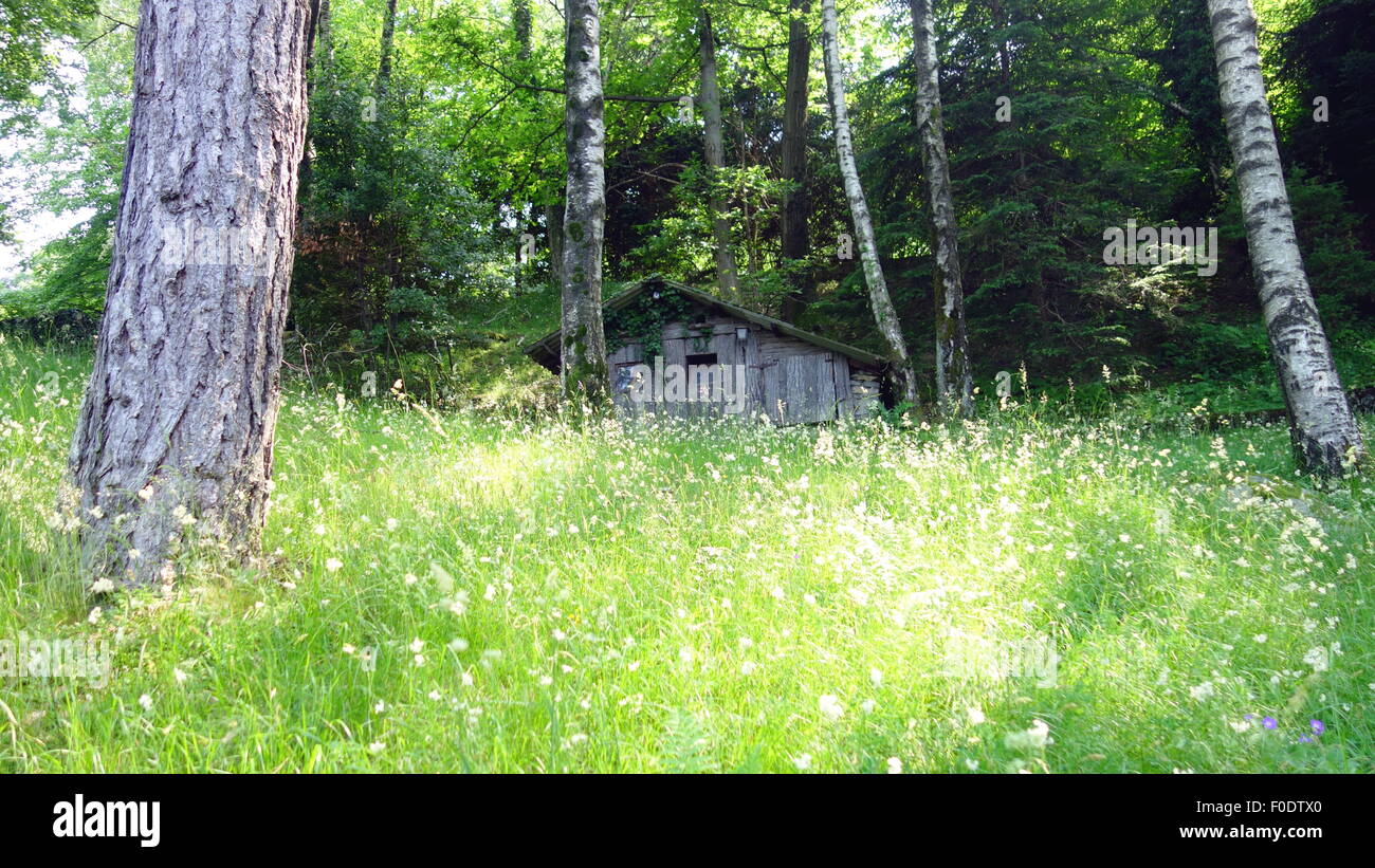 Hut forest Banque de photographies et d’images à haute résolution - Alamy