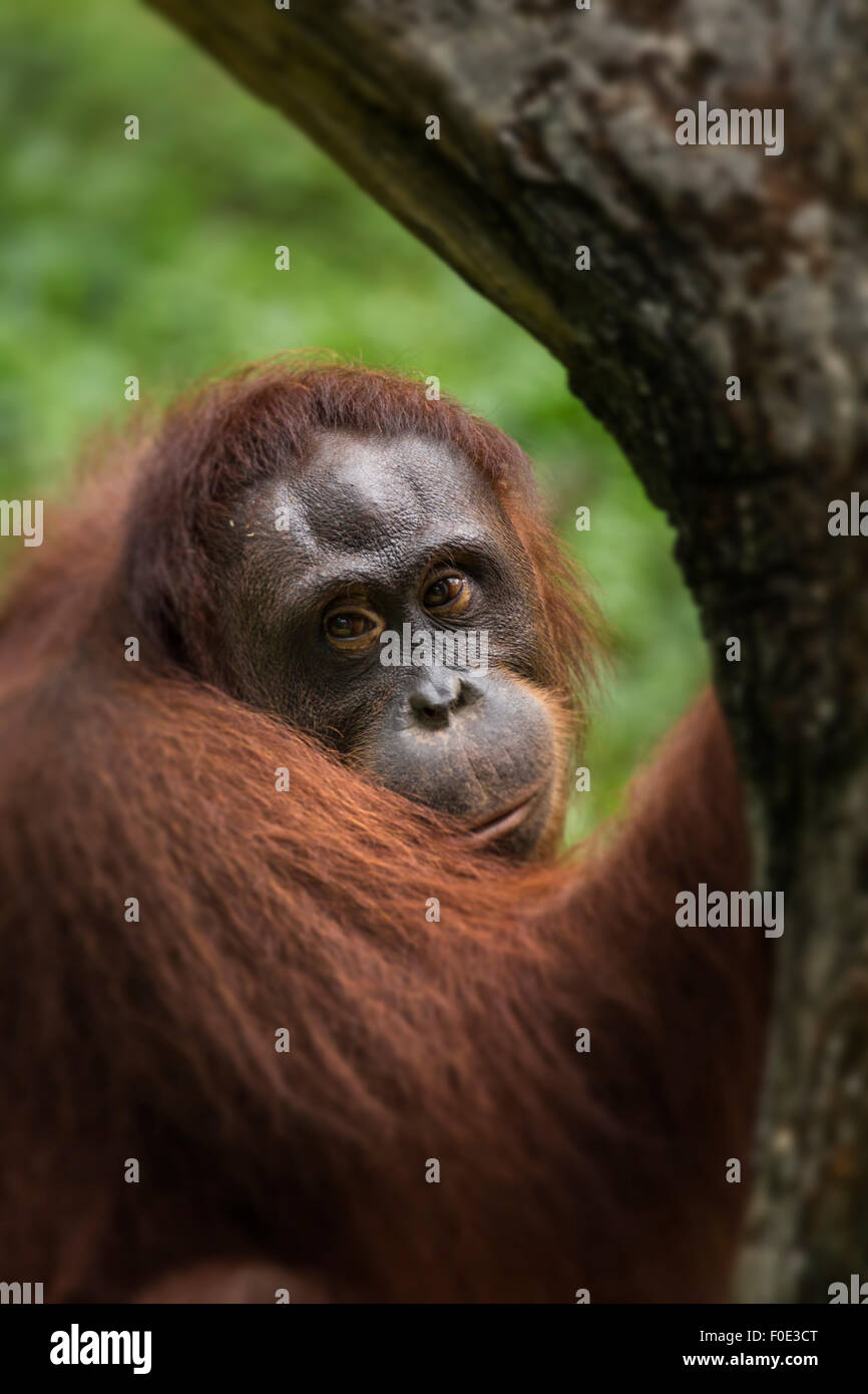 Orang outan dans l'arbre Banque de photographies et d’images à haute ...