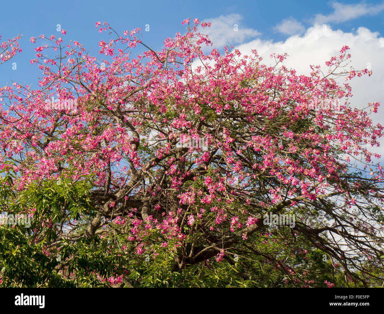 Arbuste rose Banque de photographies et d’images à haute résolution - Alamy