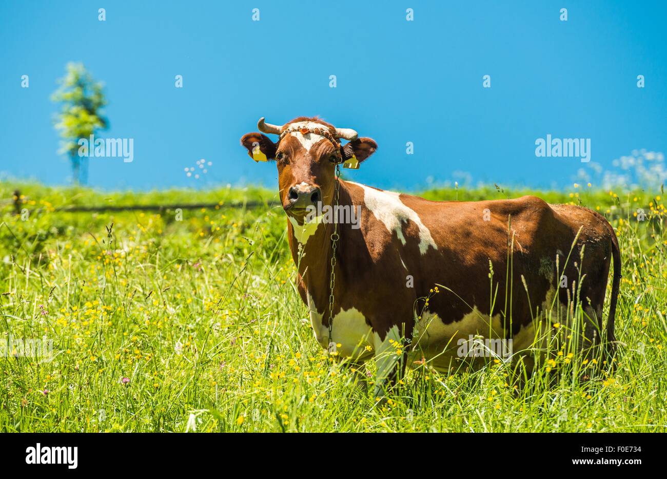 La vache et l'été.Prairie vache laitière se trouve dans son pâturage ...