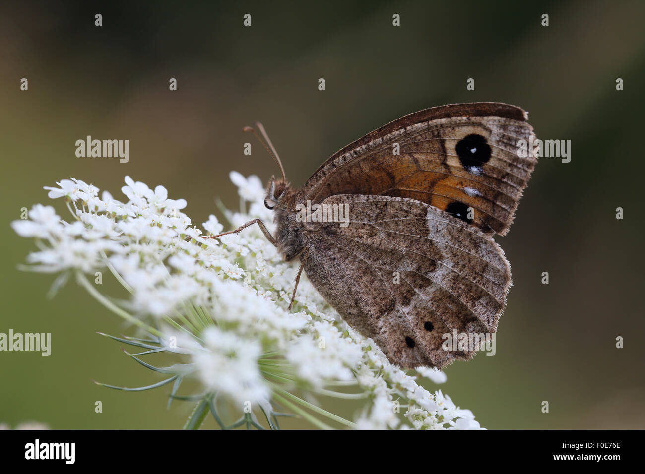Satyre ferula Banque de photographies et d’images à haute résolution ...